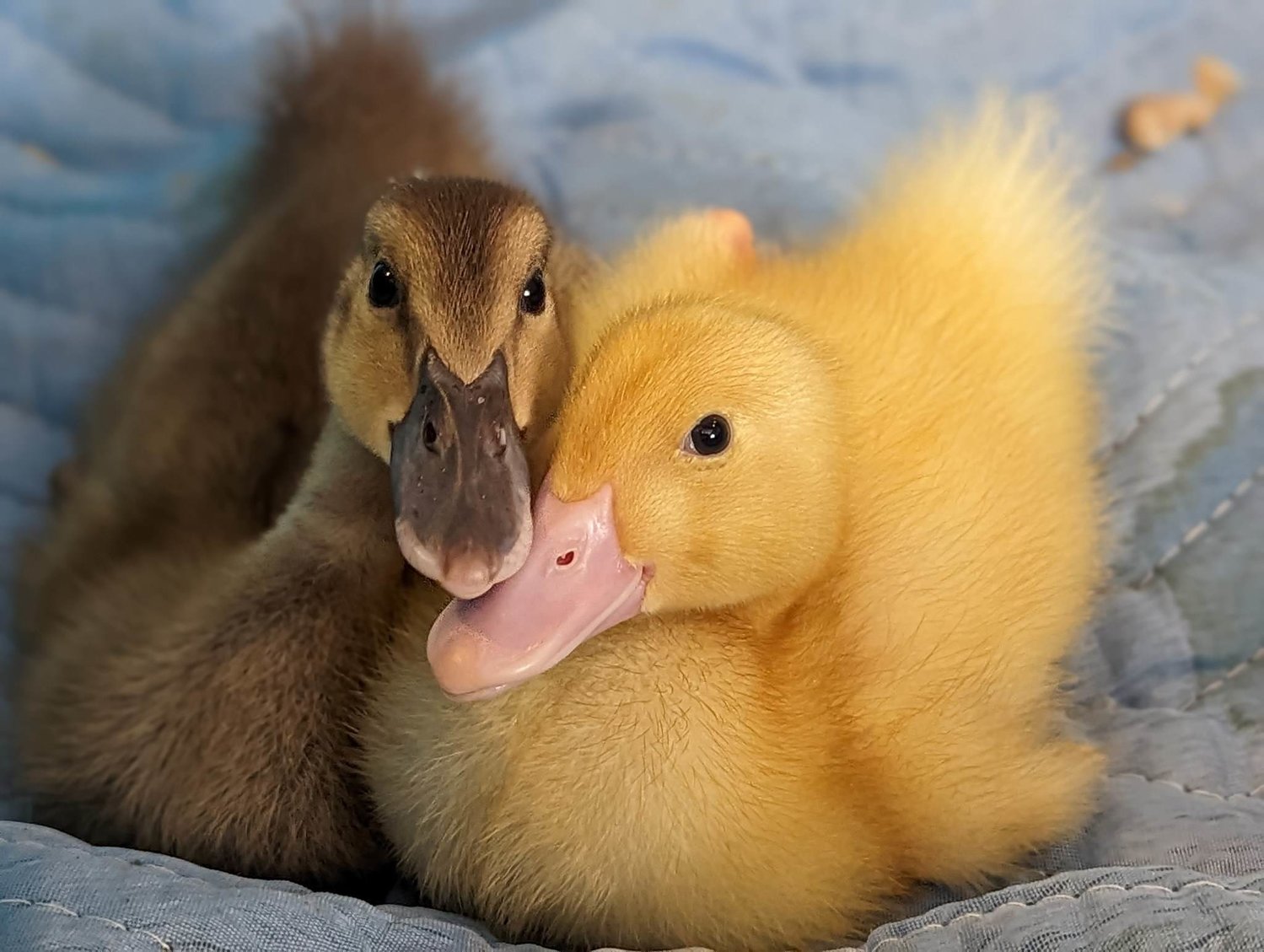 Why mail-order ducklings in Valley Stream are no quacking matter | Herald Community Newspapers ...